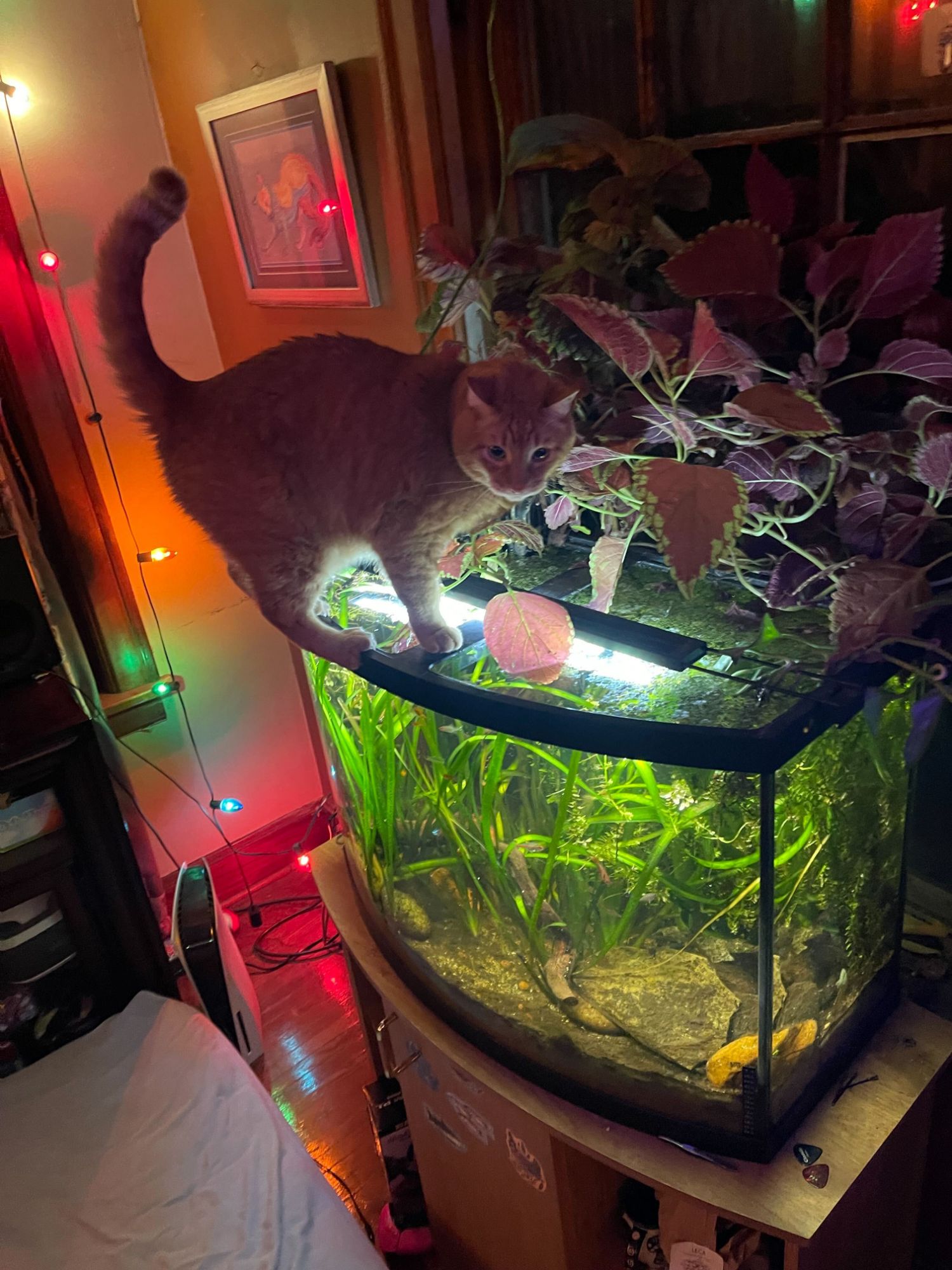 image_from_ios5674431646018165725 – Jessitron